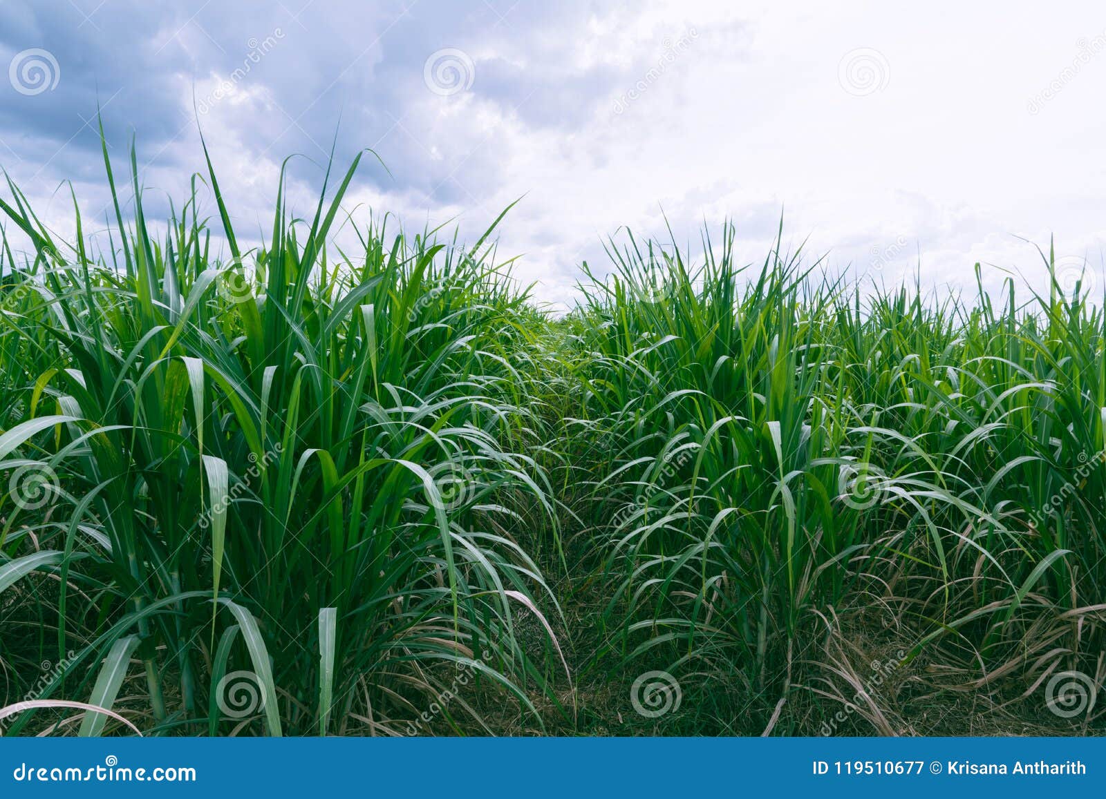 Sugarcane Field in Blue Sky with White Cloud Background. Stock Image ...