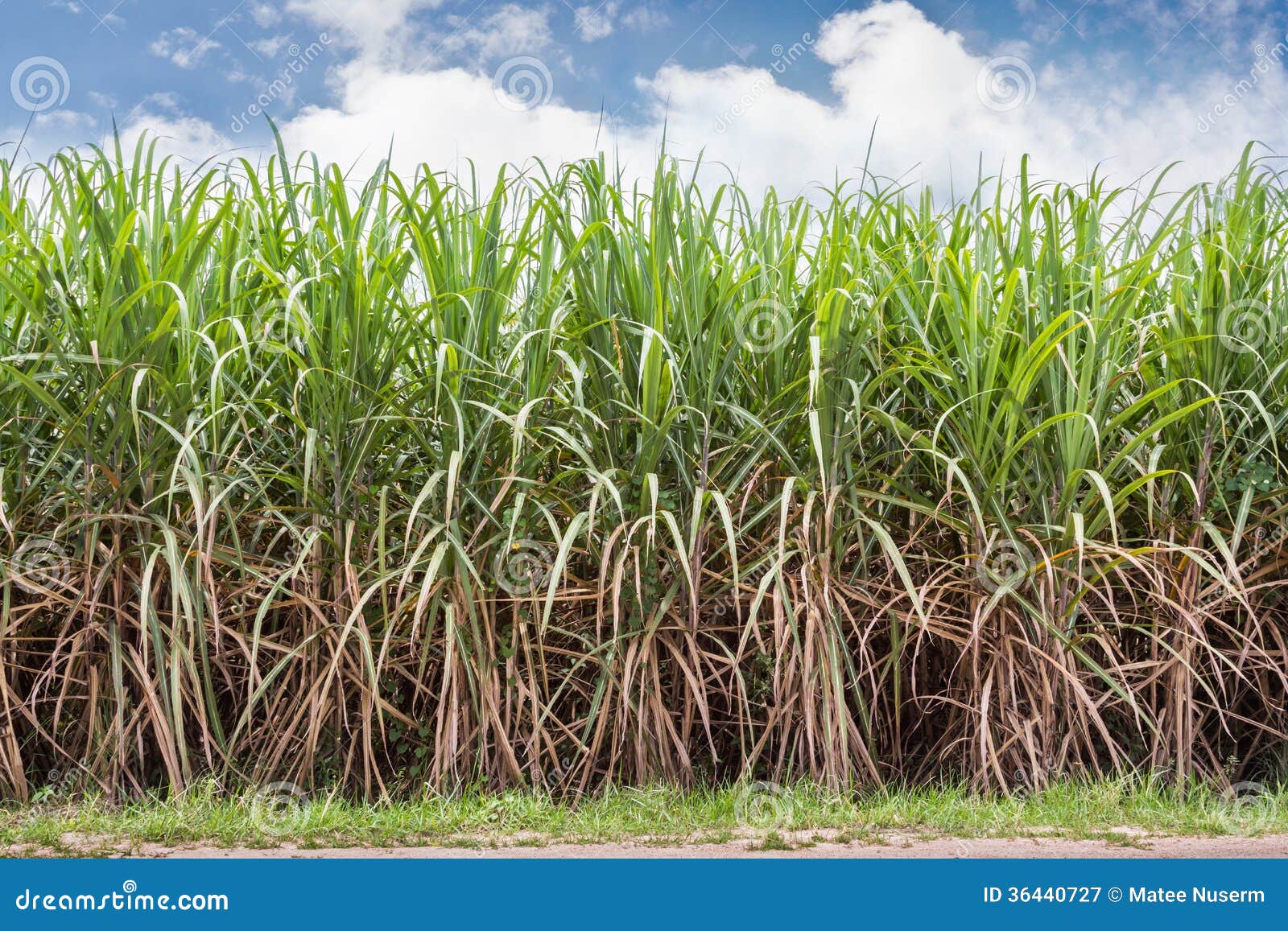 Sugarcane field stock image. Image of field, farm, cane - 36440727