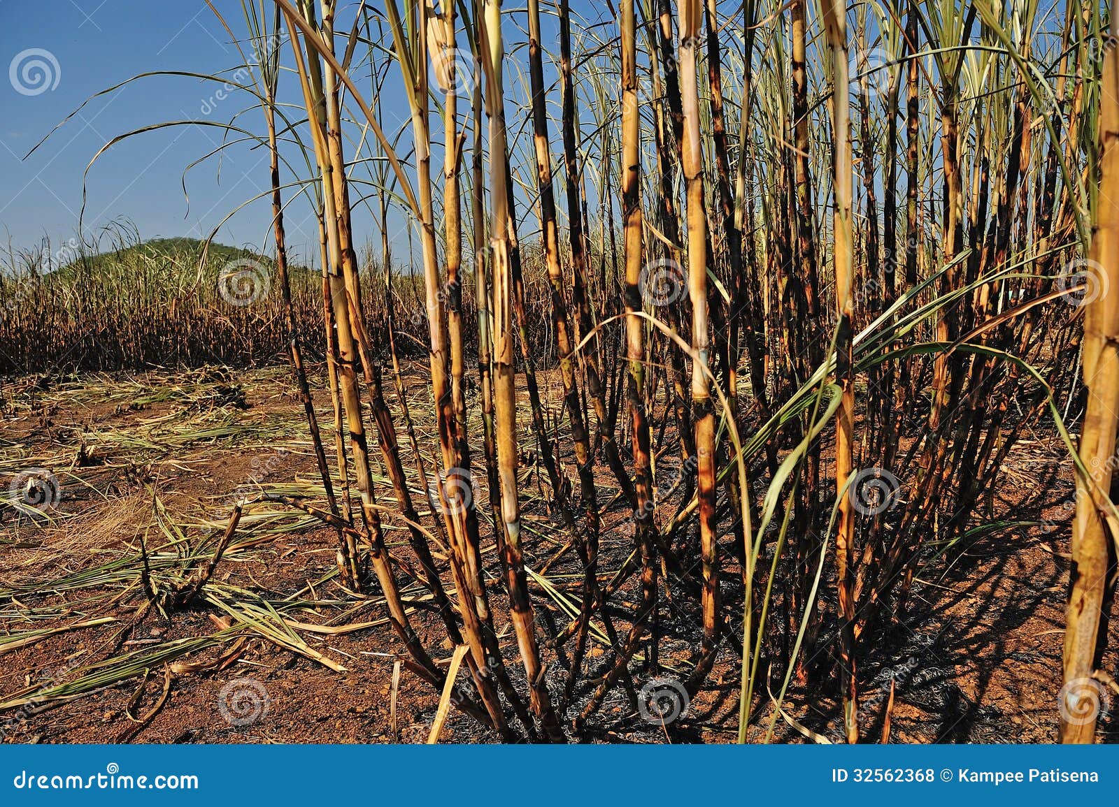 Sugarcane field burning stock photo. Image of asia, cane - 32562368