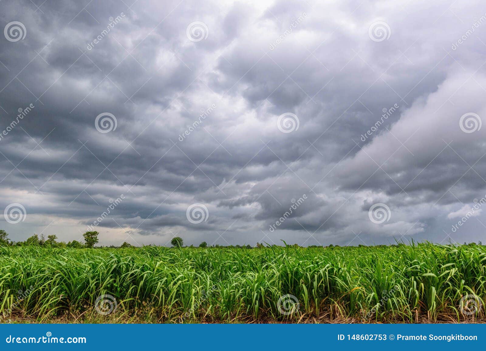 Sugarcane Field with Cloud Storm Stock Image - Image of nature, harvest ...