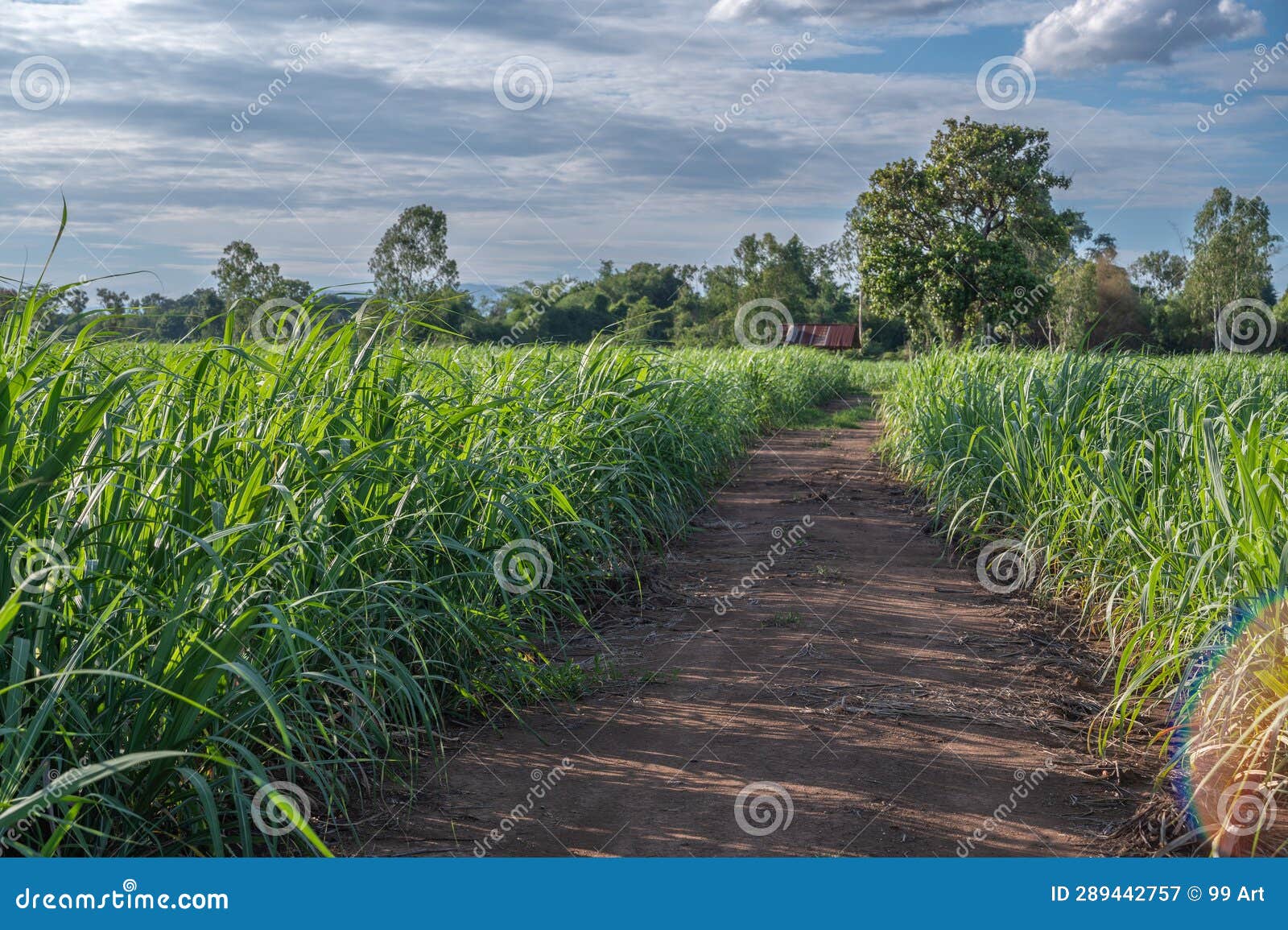 Sugarcane Field Sugarcane Farm Stock Image - Image of thailand ...