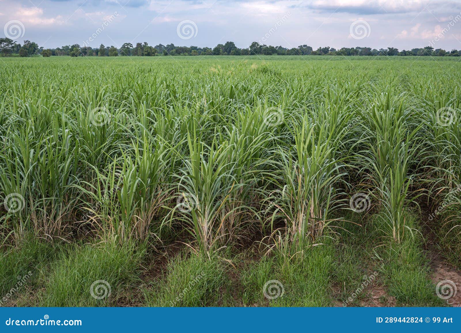 Sugarcane Field Sugarcane Farm Stock Photo - Image of stem, field ...