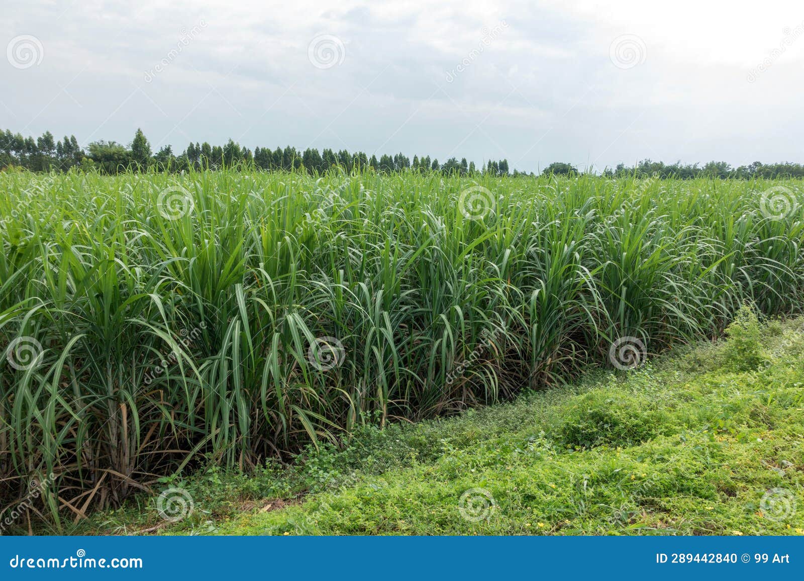 Sugarcane Field Sugarcane Farm .. Stock Photo - Image of cane, green ...