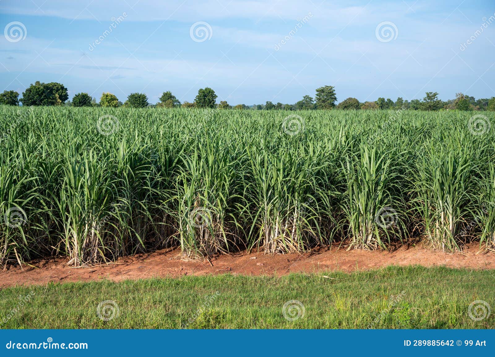Sugarcane Field Sugarcane Farm Stock Photo - Image of growing, nature ...