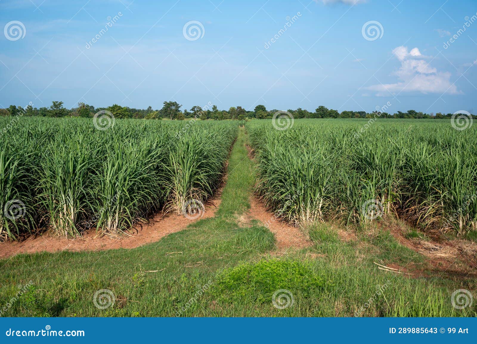 Sugarcane Field Sugarcane Farm Stock Image - Image of farming, growing ...