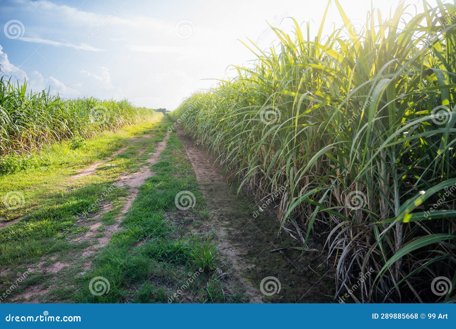 Sugarcane Field Sugarcane Farm. Stock Photo - Image of field, sugar ...