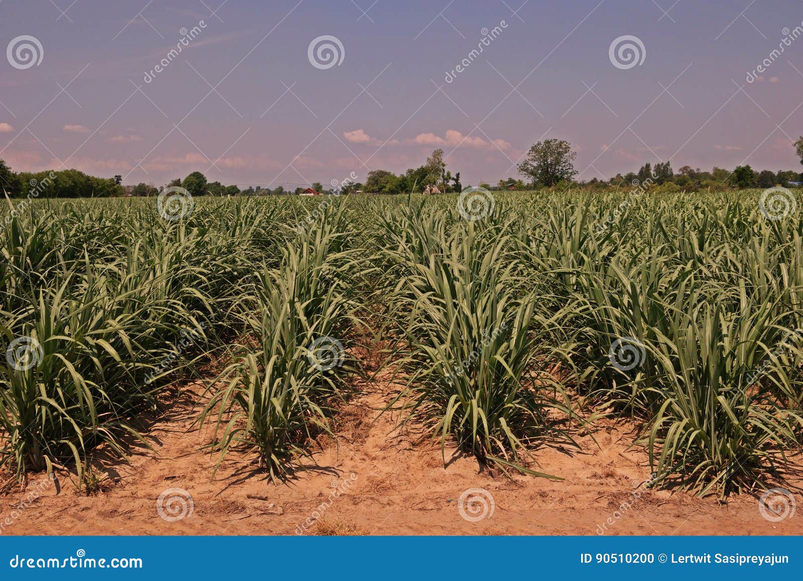 Sugarcane field stock photo. Image of environment, soil - 90510200