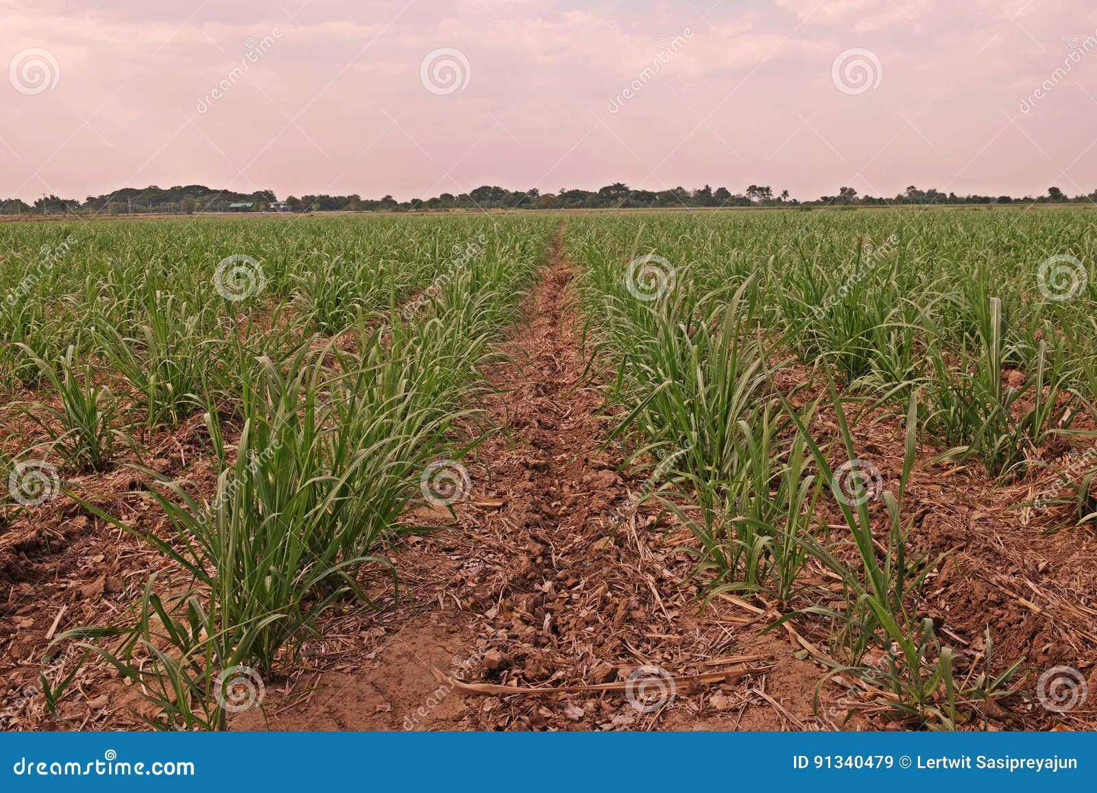 Sugarcane field stock image. Image of nature, farming - 91340479
