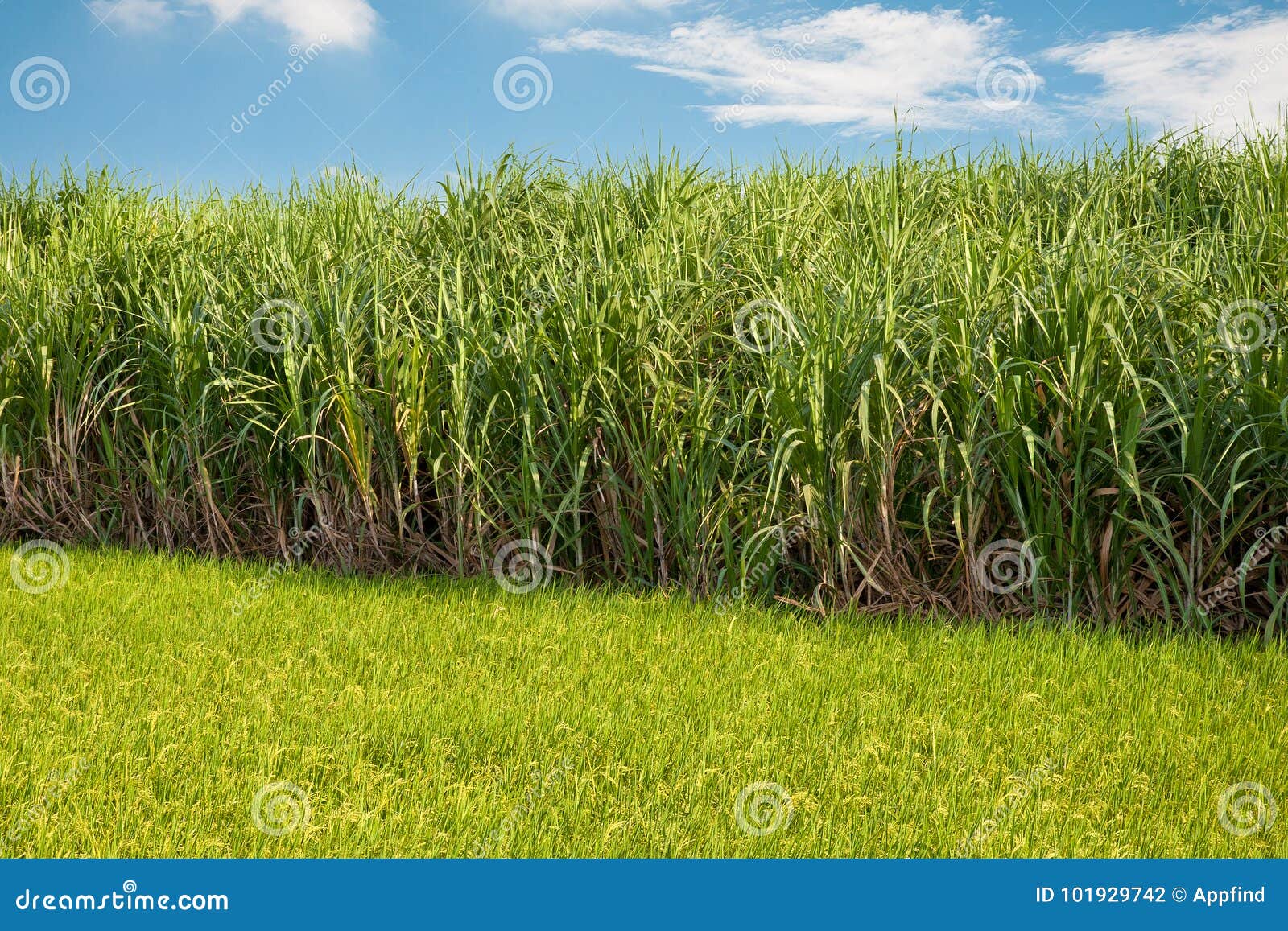 Sugarcane and rice stock photo. Image of alcohol, farming - 101929742