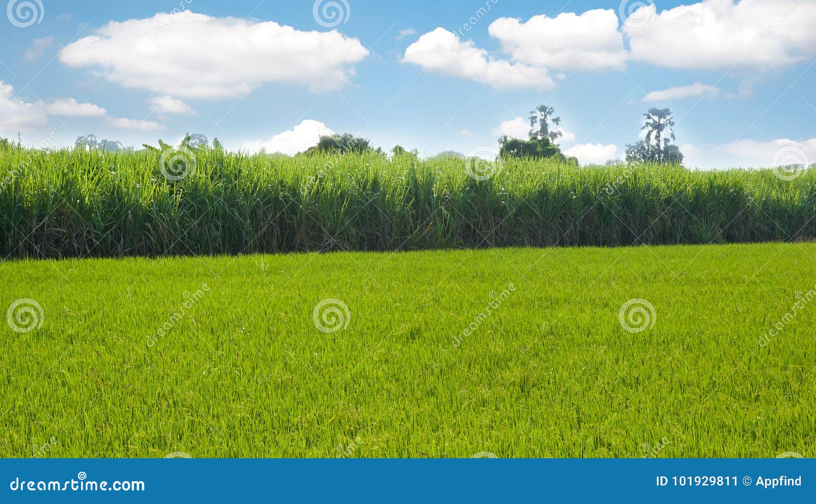 Sugarcane and rice stock image. Image of plantation - 101929811