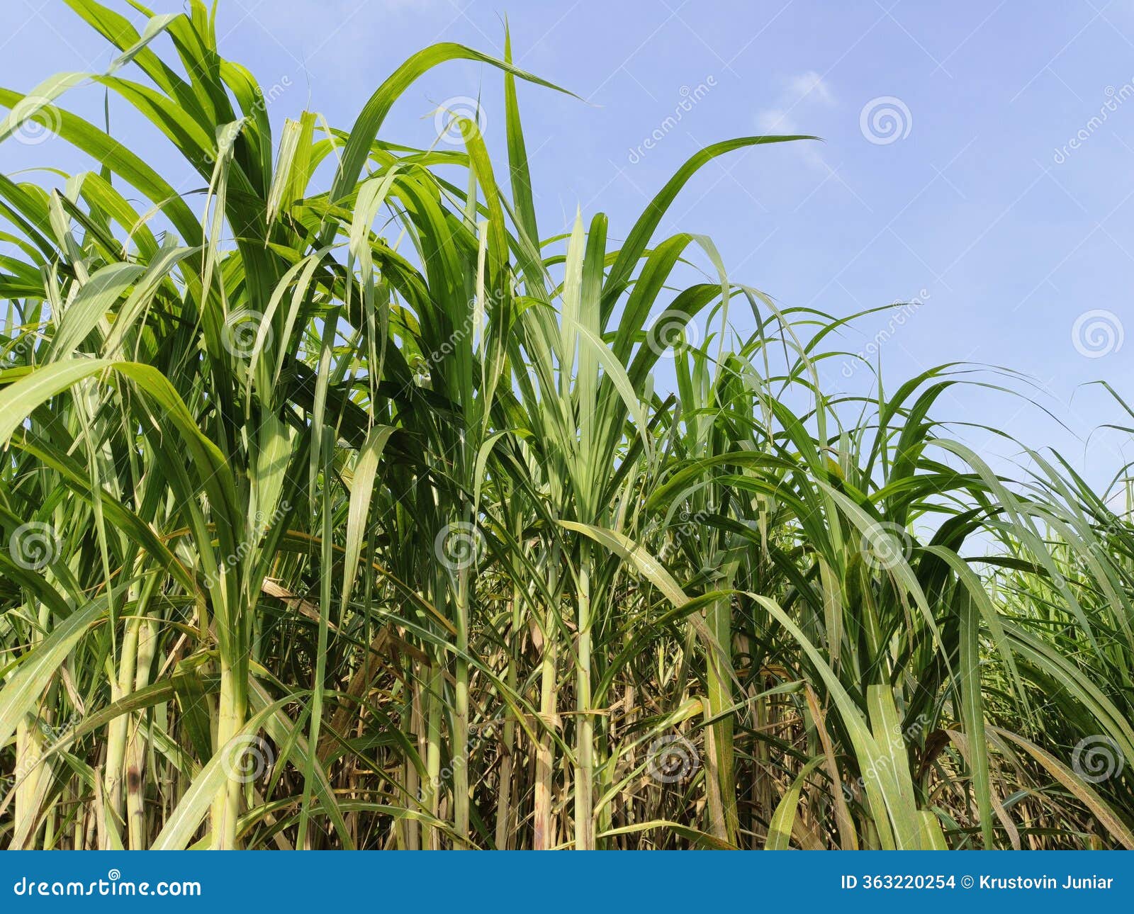 Sugarcane Field Plants Growing with Blue Sky Background Stock Photo ...