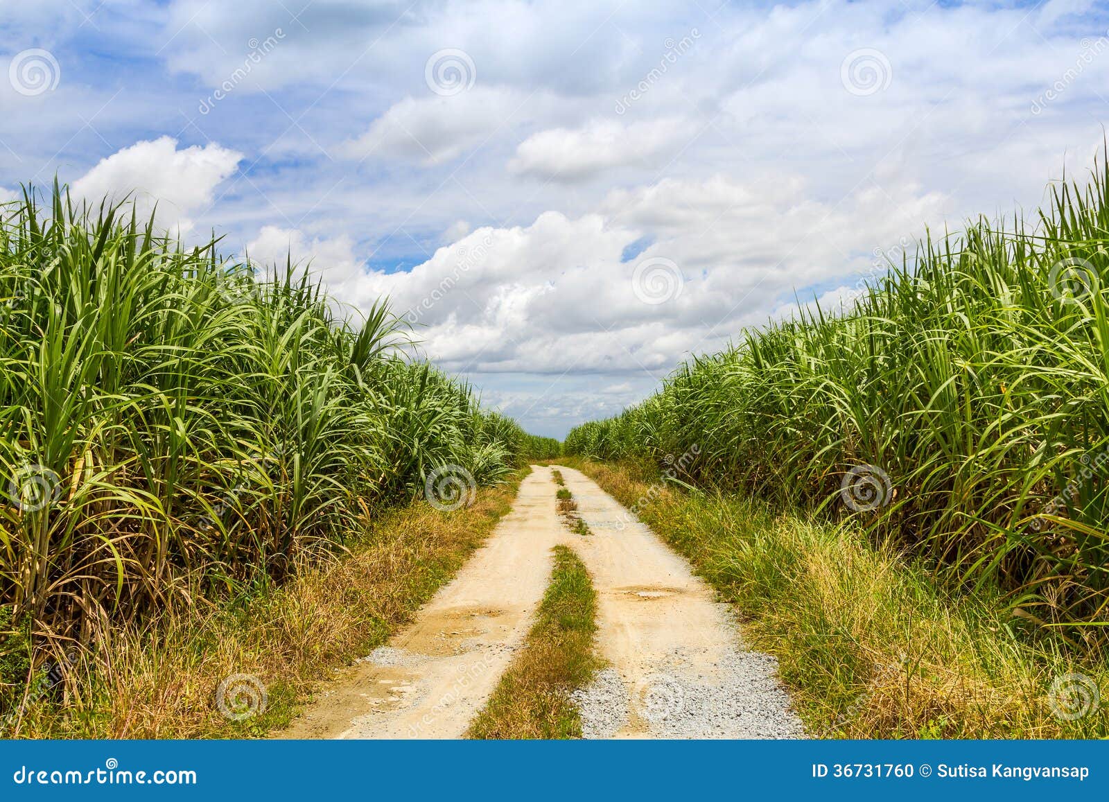 Sugarcane Field and Road with White Cloud Stock Photo - Image of ...