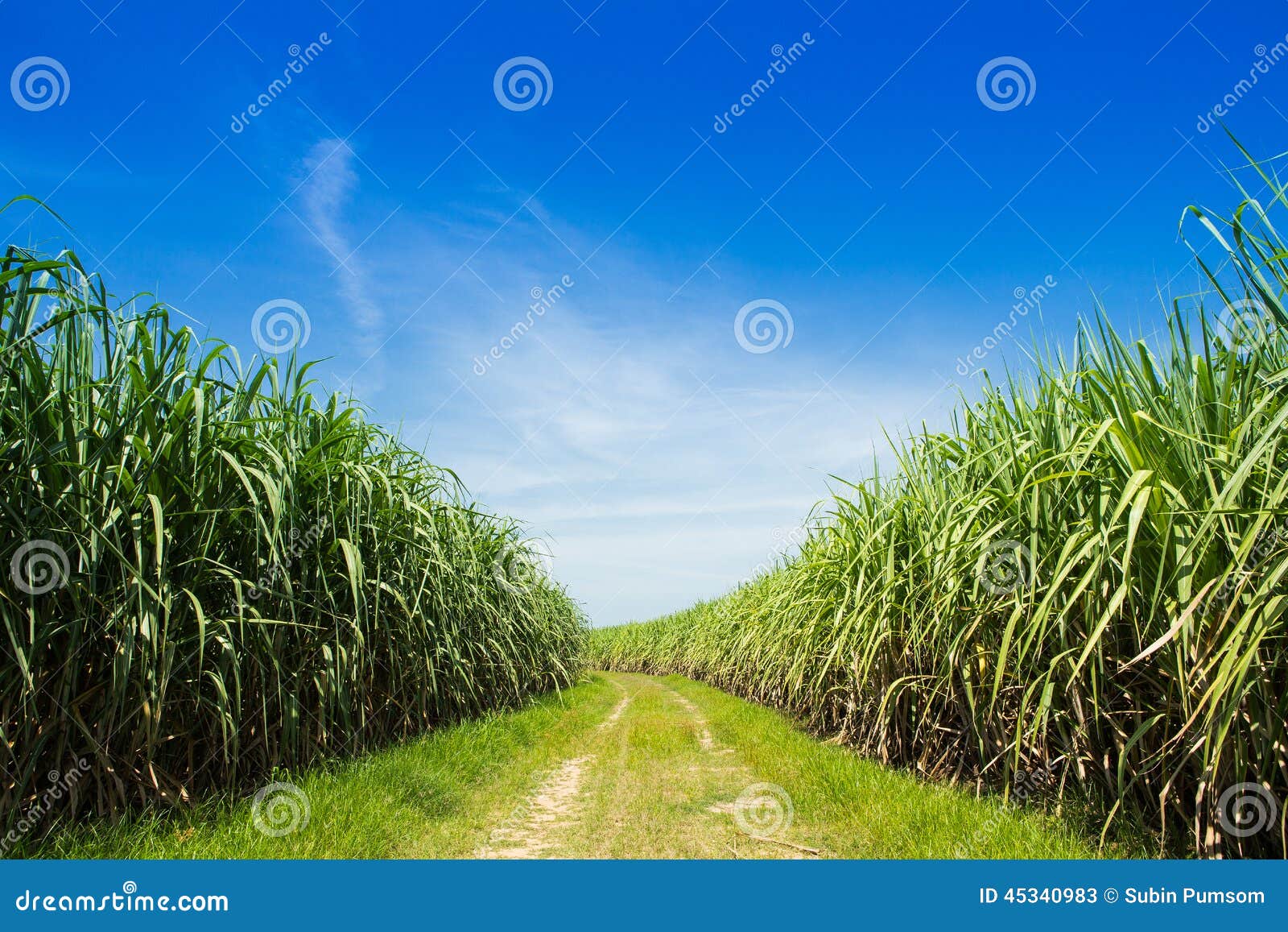 Sugarcane Field On Fire Stock Photography | CartoonDealer.com #21876908