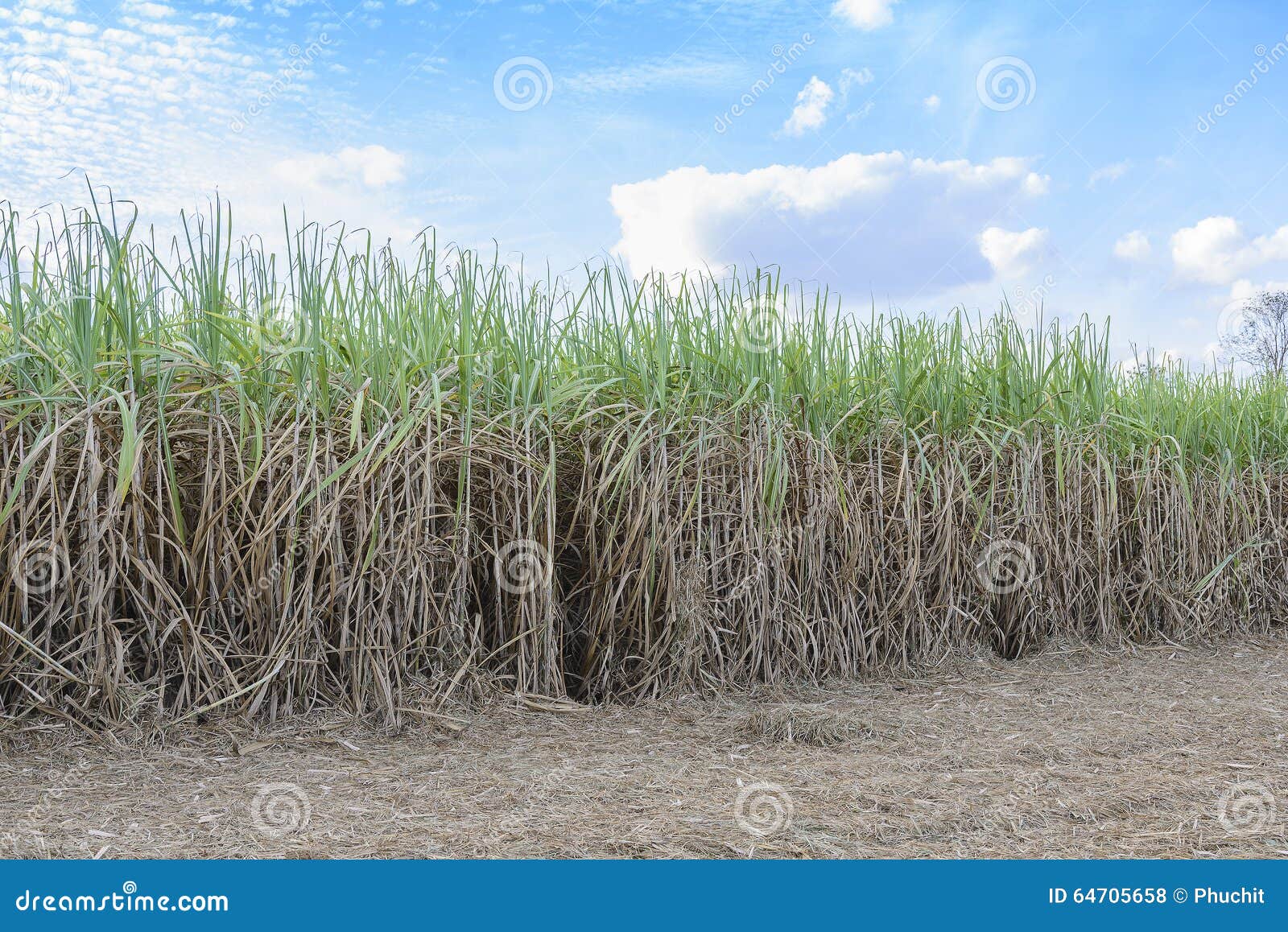 Sugarcane field stock photo. Image of environment, grass - 64705658