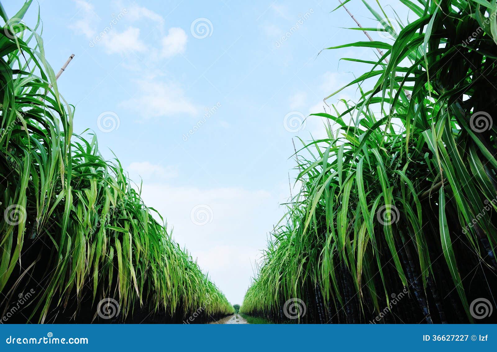 Sugarcane field and trail stock image. Image of bamboo - 36627227