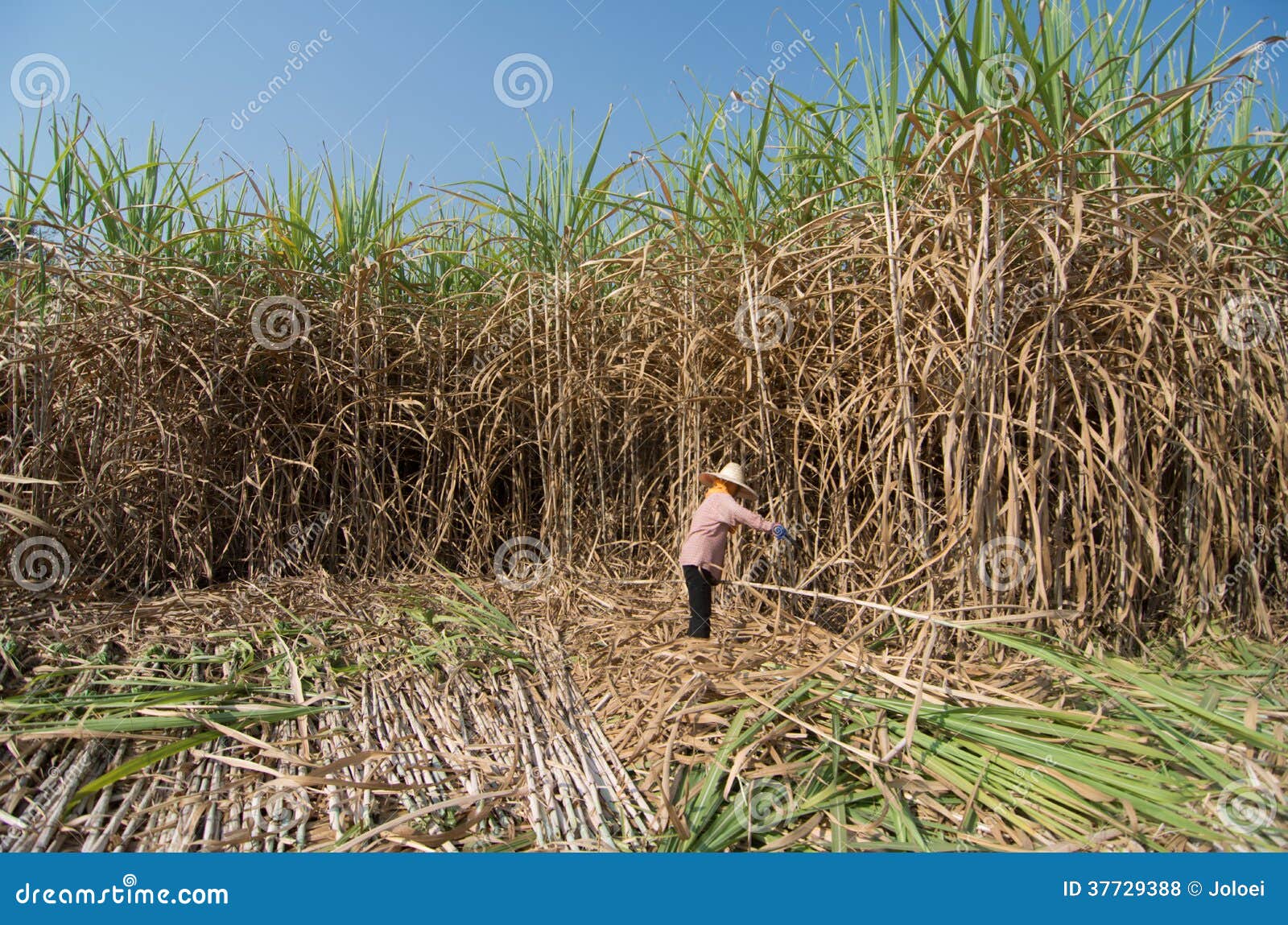 Sugarcane field and worker editorial stock photo. Image of harvested ...