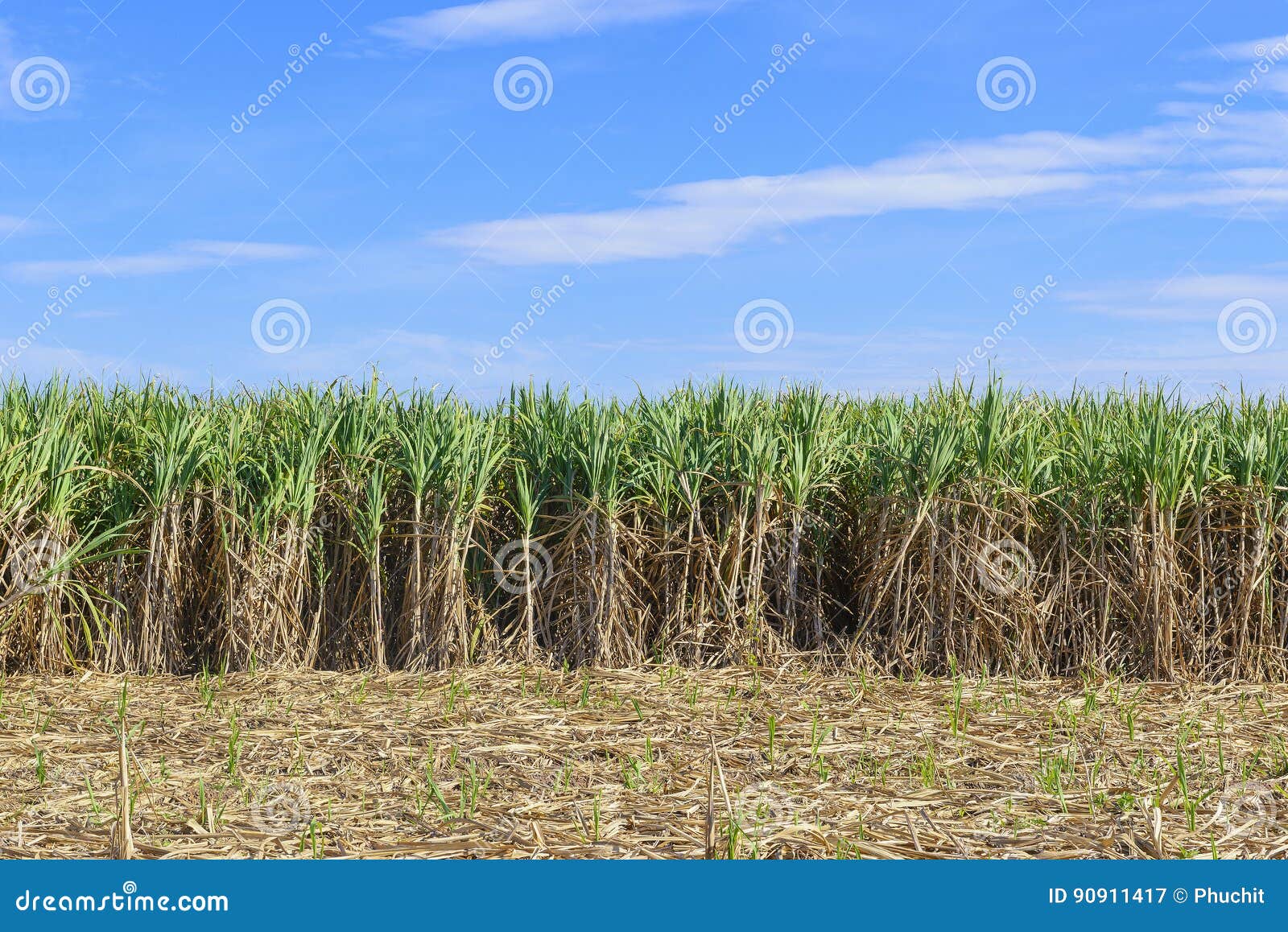 The sugarcane fields stock image. Image of cultivated - 90911417