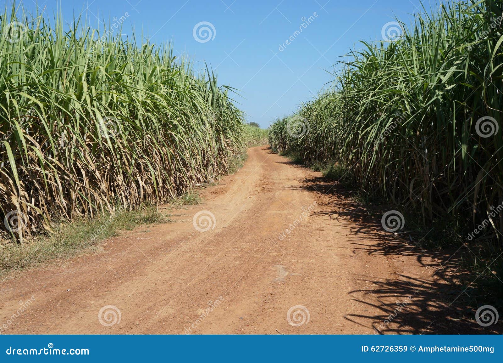 Sugarcane fields stock image. Image of rural, agriculture - 62726359