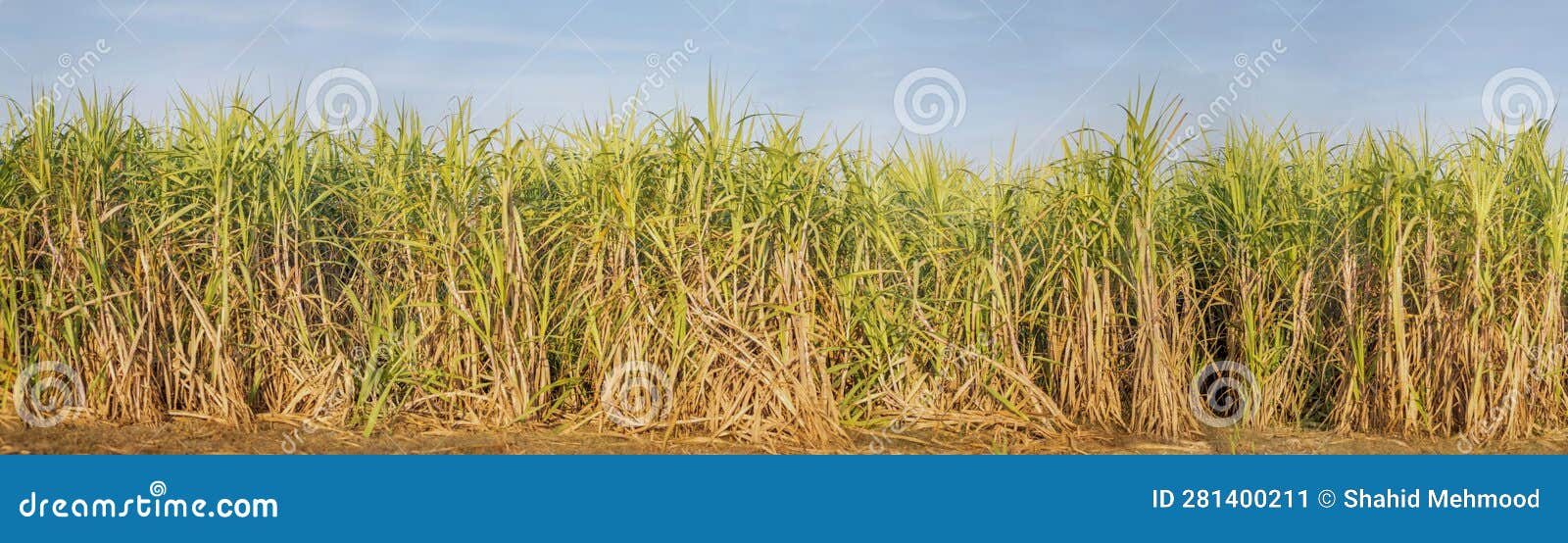 Panorama View of Sugarcane Fields Stock Image - Image of plant, leaves ...