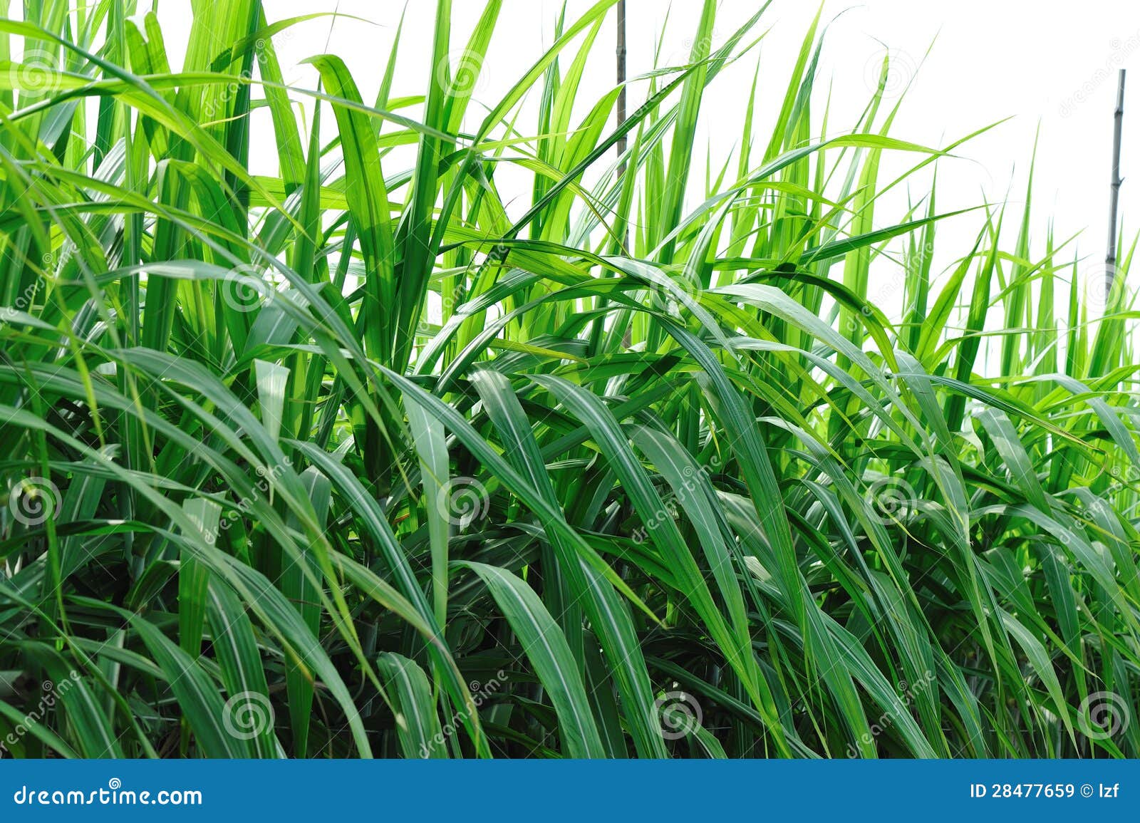 Sugarcane grass stock image. Image of leaves, bamboo - 28477659