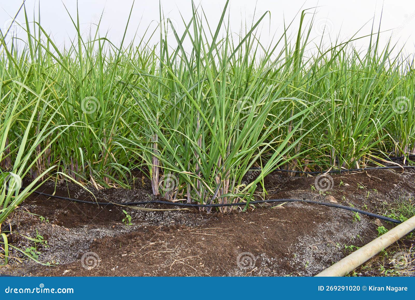 Sugarcane Growing in the Field, Sugarcane Farming in India Stock Photo ...