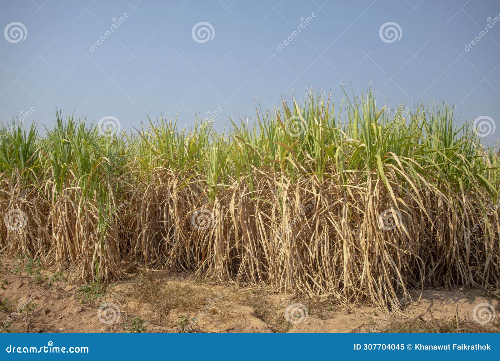 Sugarcane Growing Inside the Farm in Countryside Stock Image - Image of ...