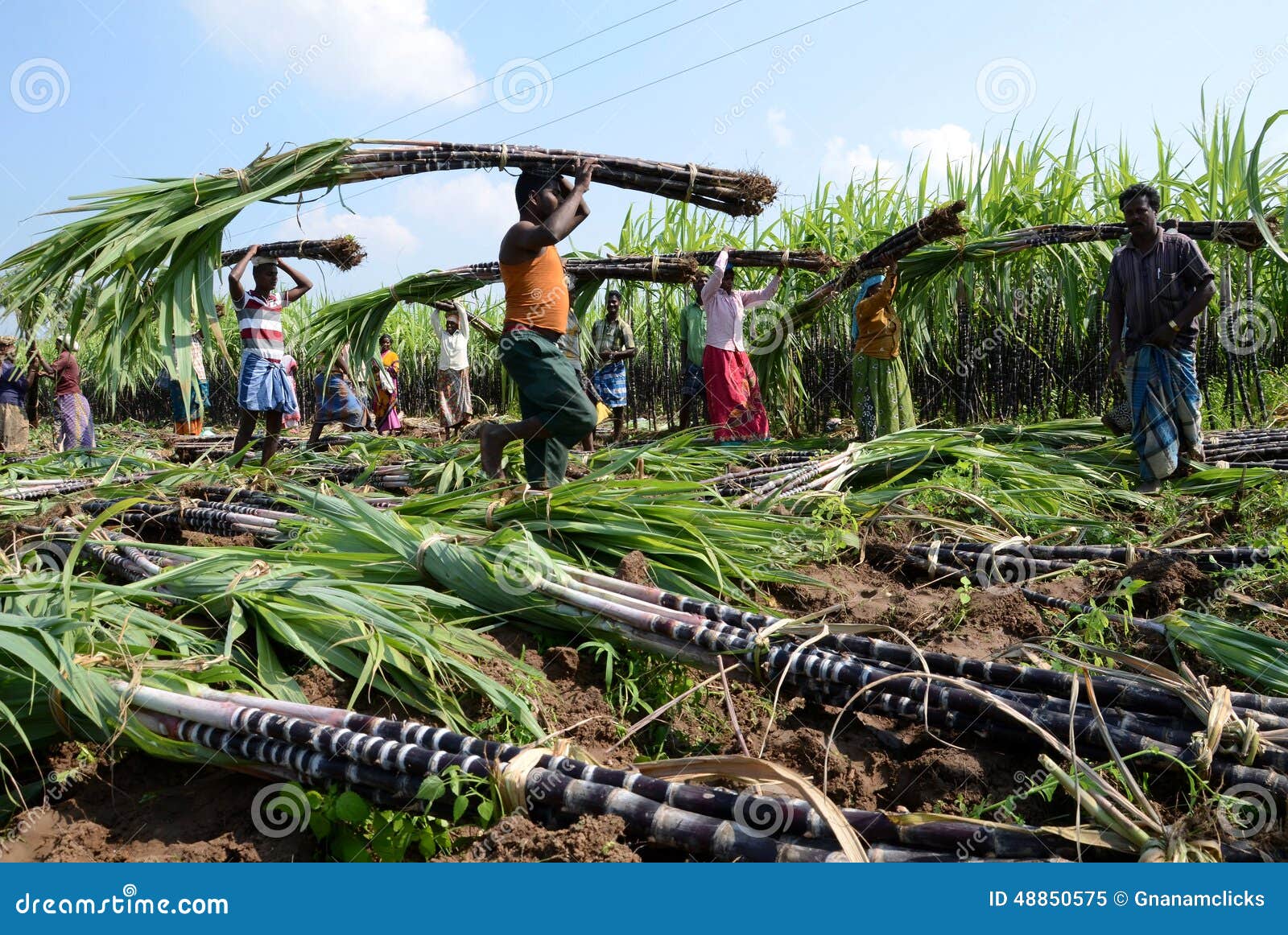SUGARCANE HARVEST editorial image. Image of health, growers - 48850575 SUGARCANE HARVEST editorial image. Image of health, growers - 48850575