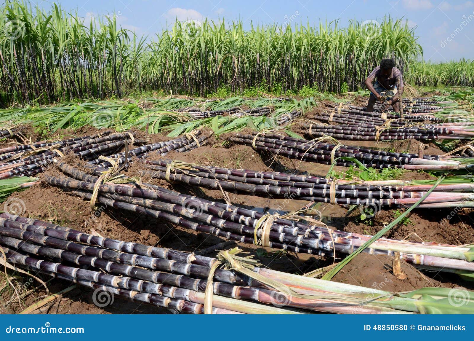 SUGARCANE HARVEST editorial image. Image of grove, choose - 48850580 SUGARCANE HARVEST editorial image. Image of grove, choose - 48850580
