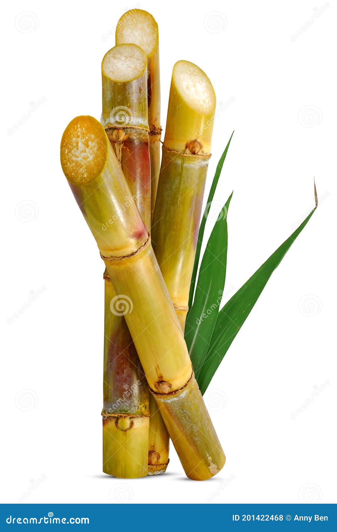 Sugarcane Isolated On White Background Stock Photography ...