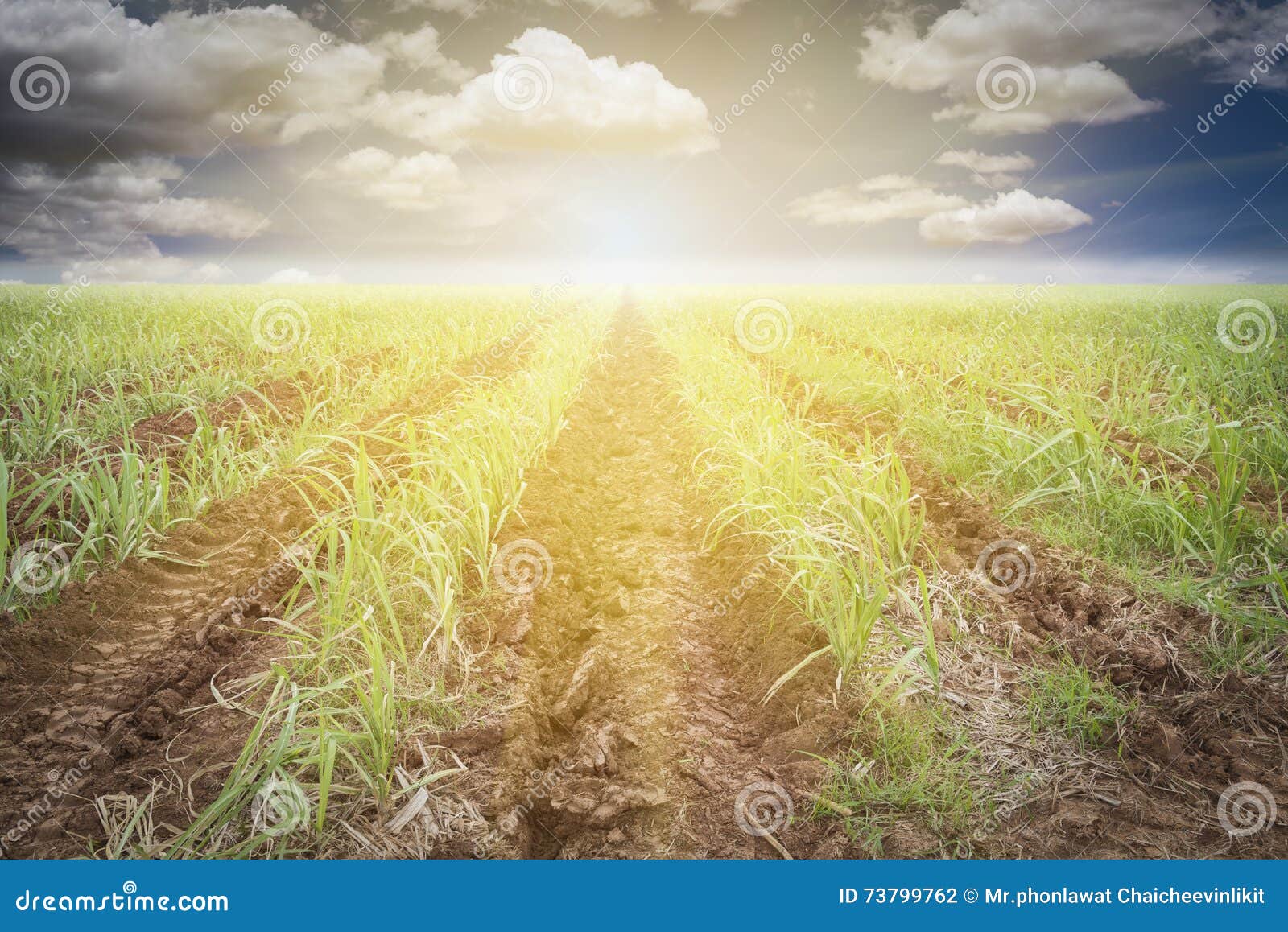Sugarcane stock photo. Image of fiber, environment, harvest - 73799762