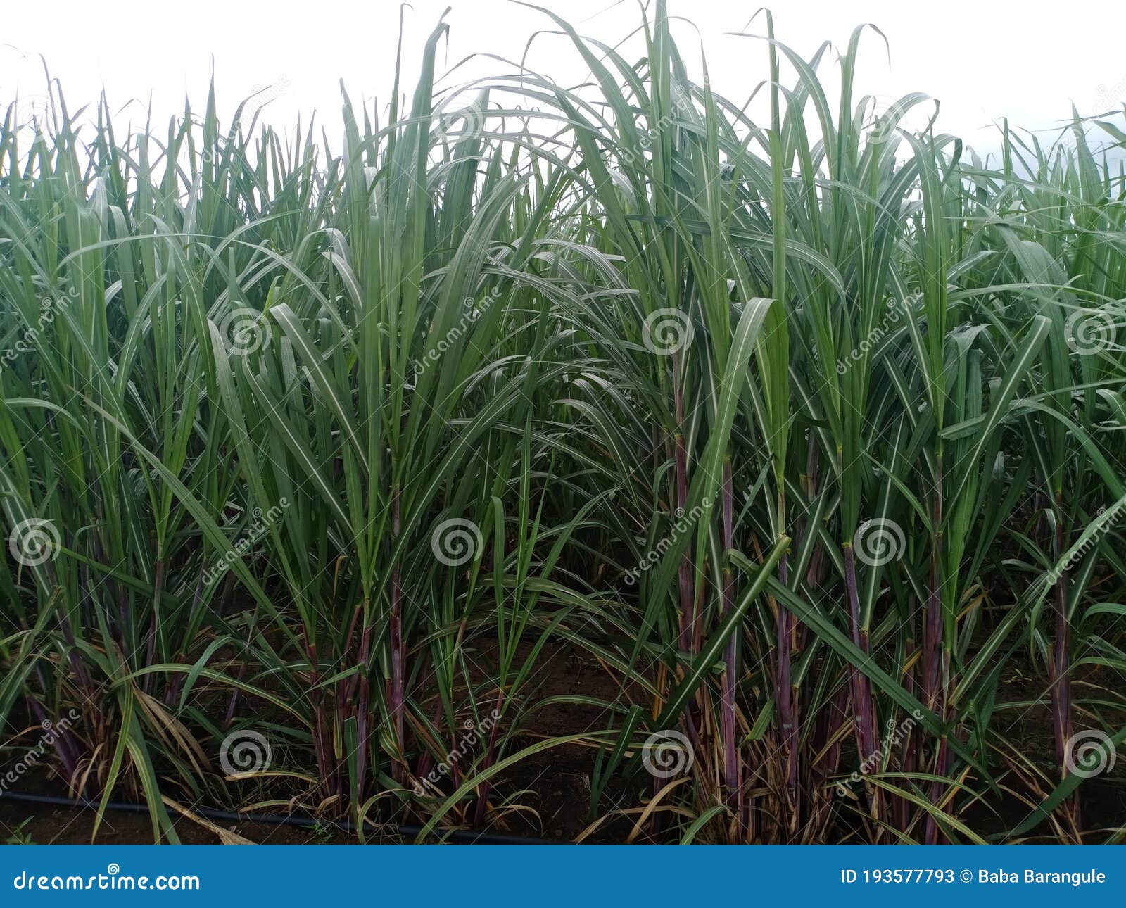 Sugarcane Leaves And Cane From My Field. Royalty-Free Stock Photo ...