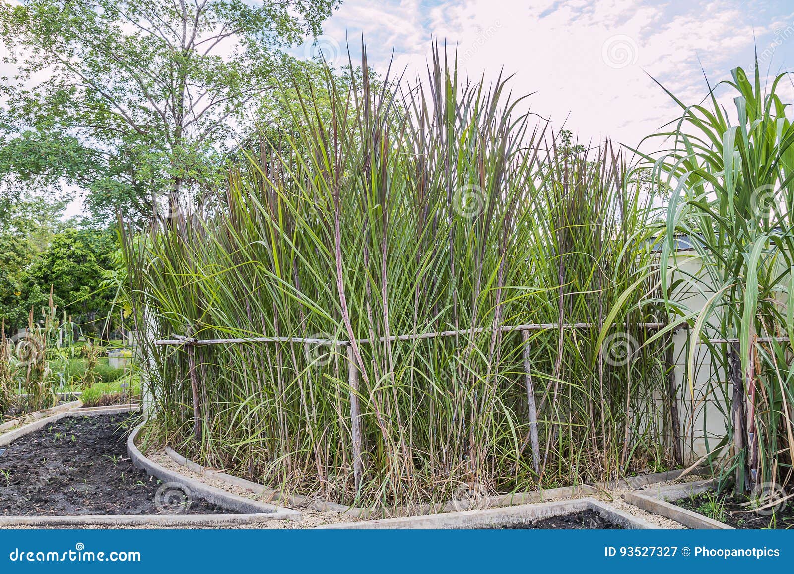 Sugarcane plant stock image. Image of garden, sugarcane - 93527327