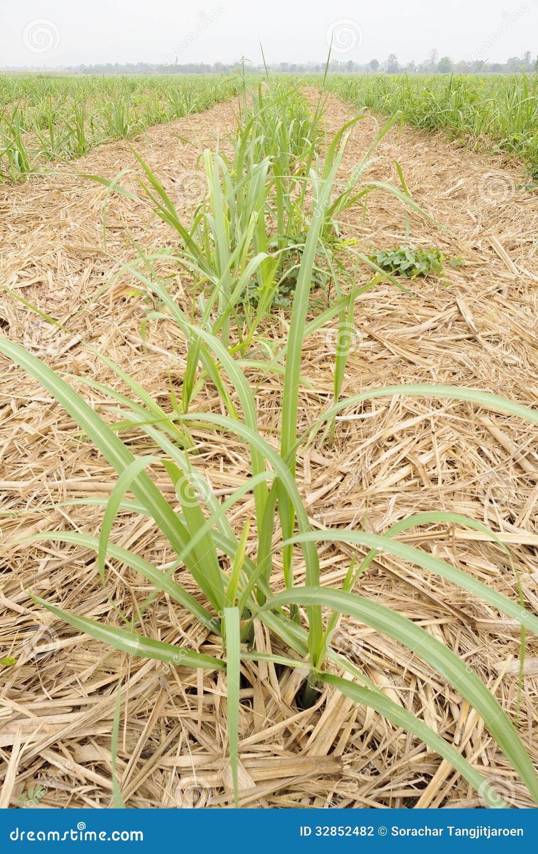 Sugarcane plantation stock photo. Image of crops, landscape - 32852482