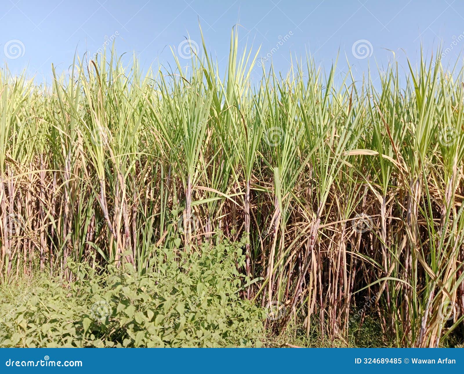 Sugarcane Plantations As Raw Material for Granulated Sugar Stock Image ...
