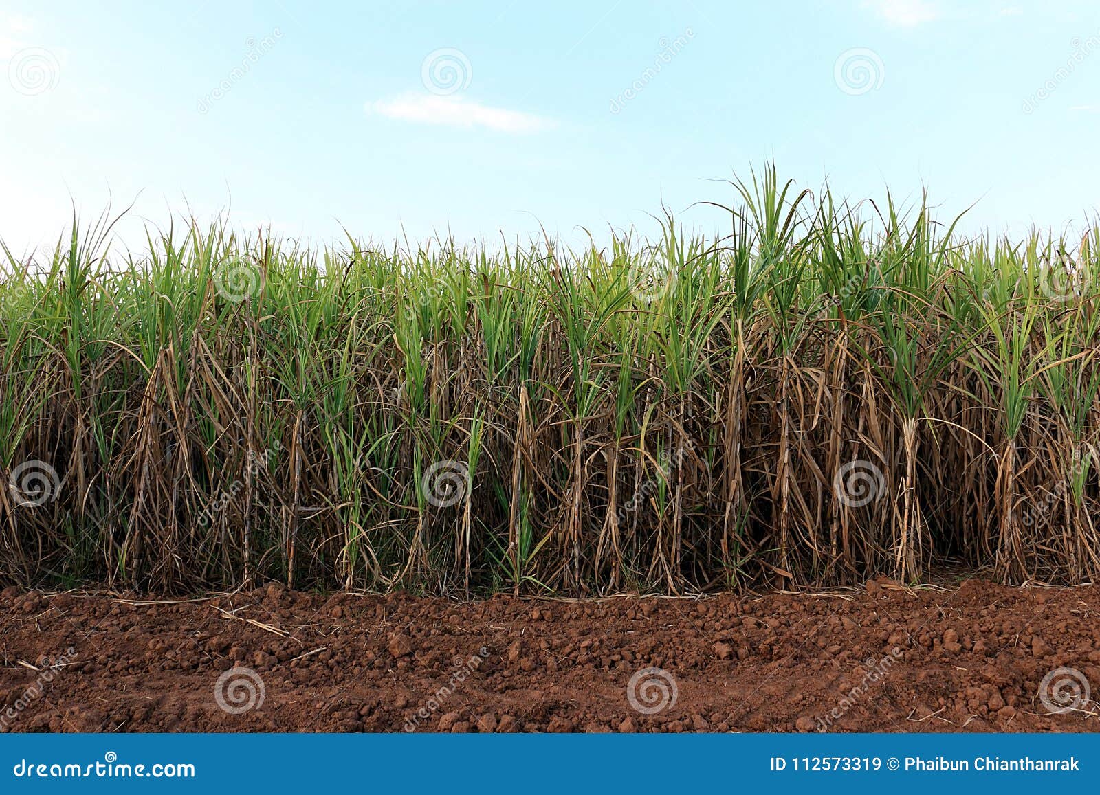 Sugarcane plantations stock image. Image of field, tropical - 112573319