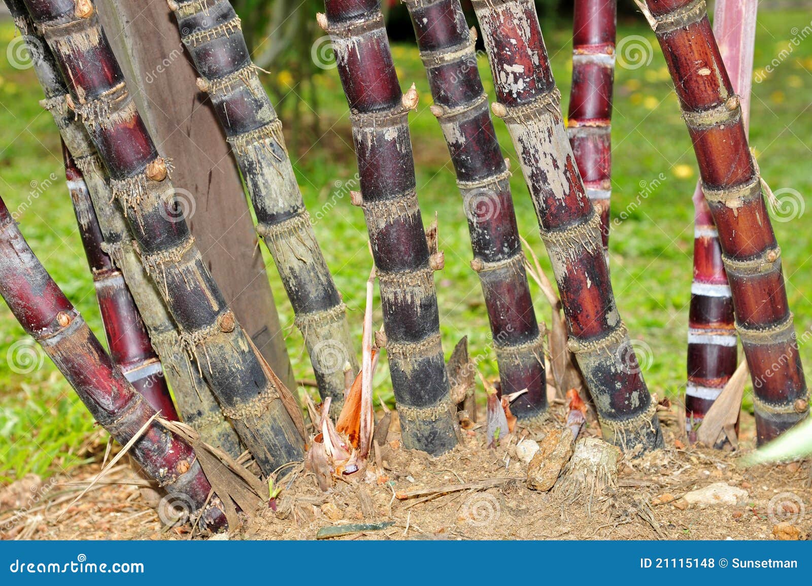 Sugarcane Plants stock photo. Image of foliage, nature - 21115148