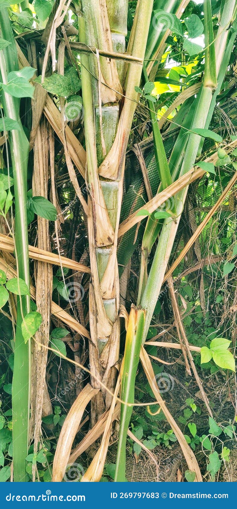 Sugarcane Plants on the Edge of the Fence? Stock Image - Image of ...