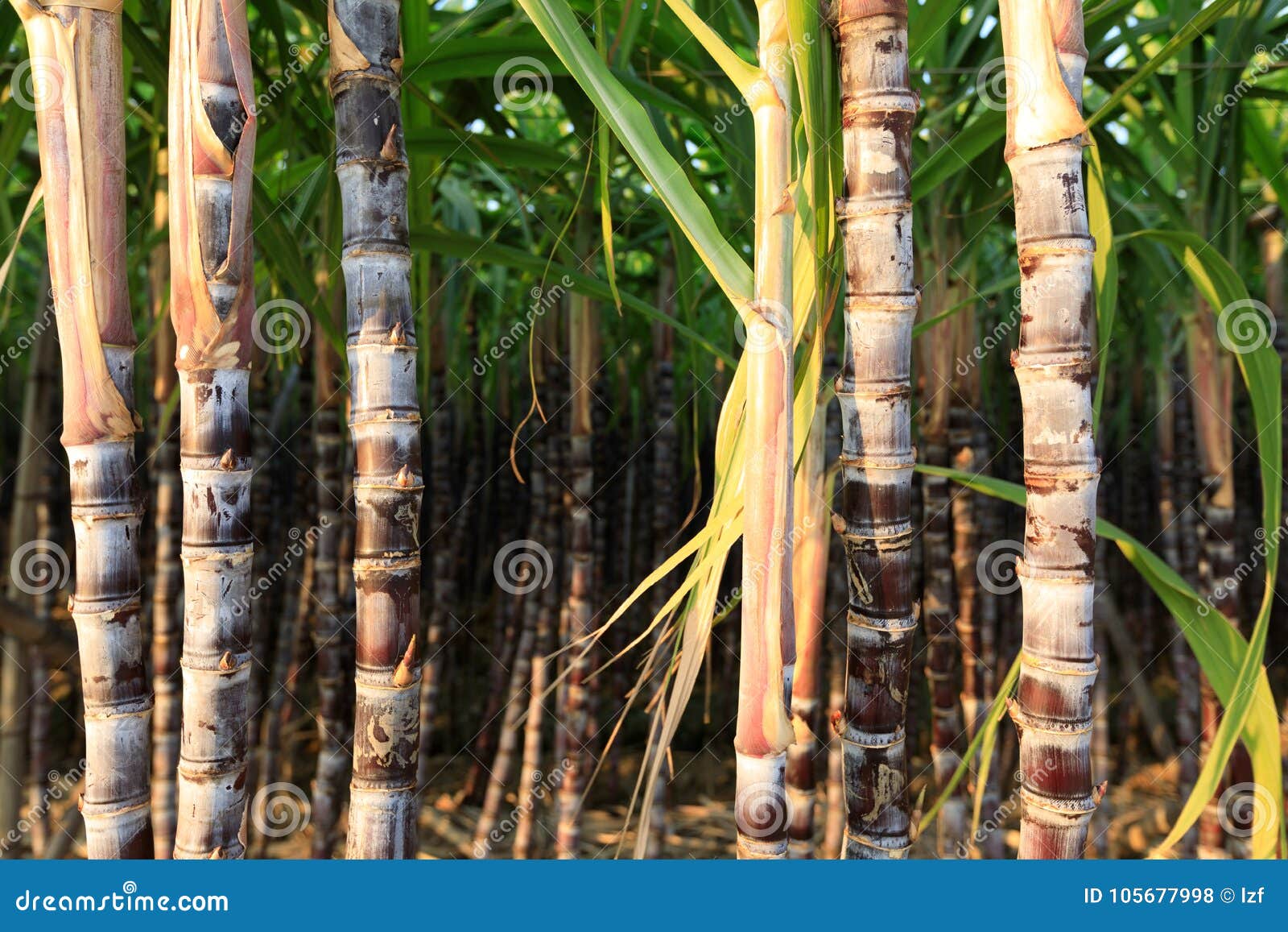 Sugarcane plants at field stock photo. Image of fresh - 105677998