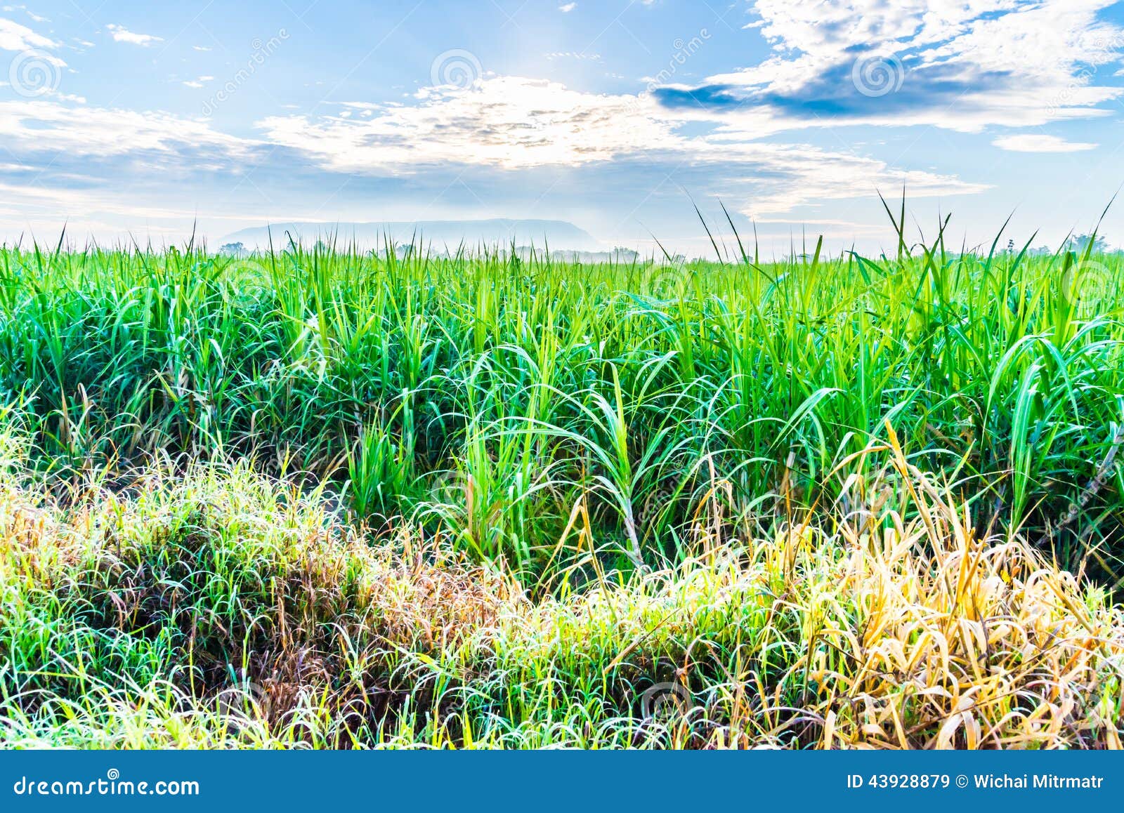 Sugarcane Plants Grow in Field Stock Image - Image of bamboo, cultivate ...