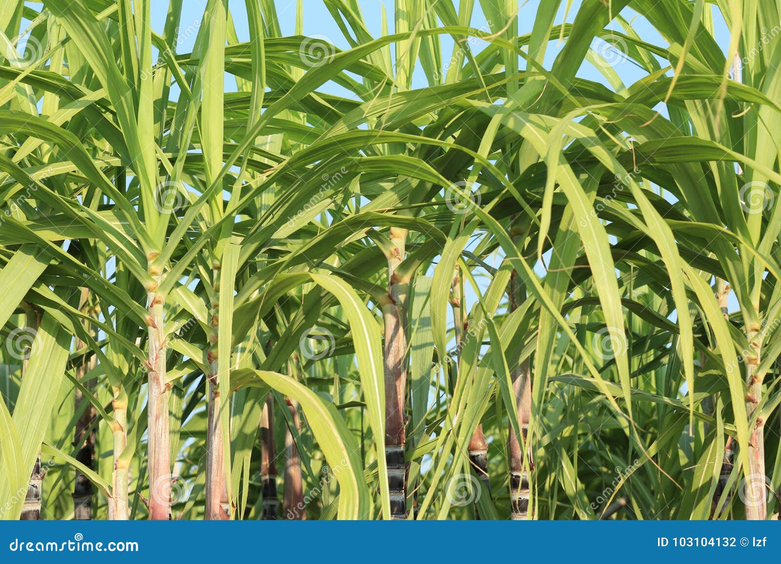 Sugarcane plants growing stock photo. Image of outdoor - 103104132 Sugarcane plants growing stock photo. Image of outdoor - 103104132