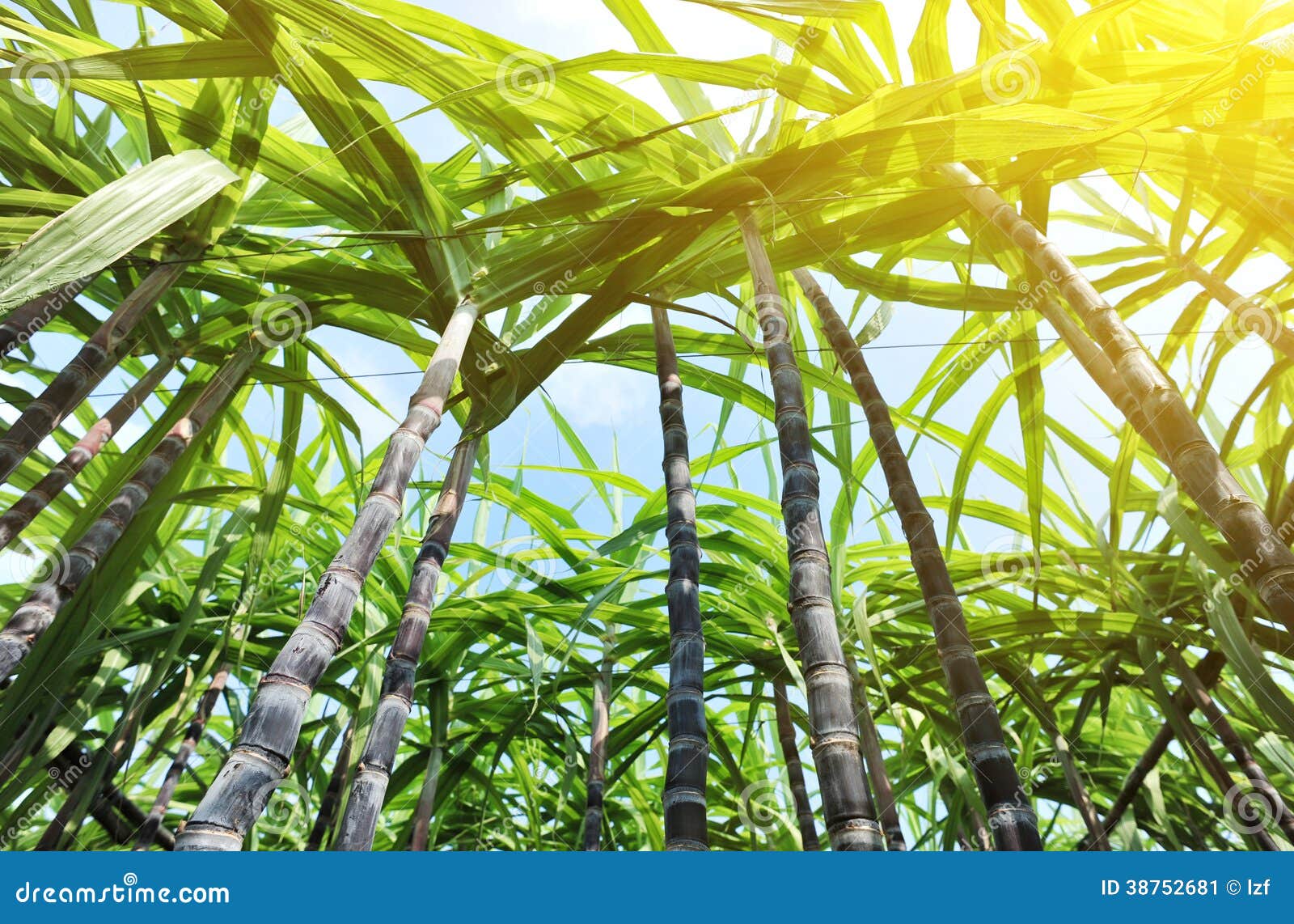 Sugarcane plants stock image. Image of leaves, bamboo - 38752681