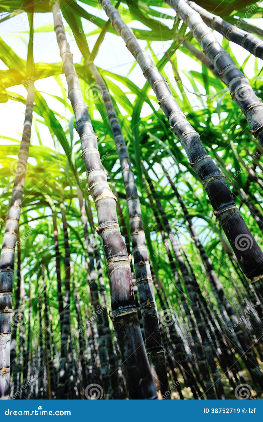 Sugarcane plants stock image. Image of leaves, field - 38752719