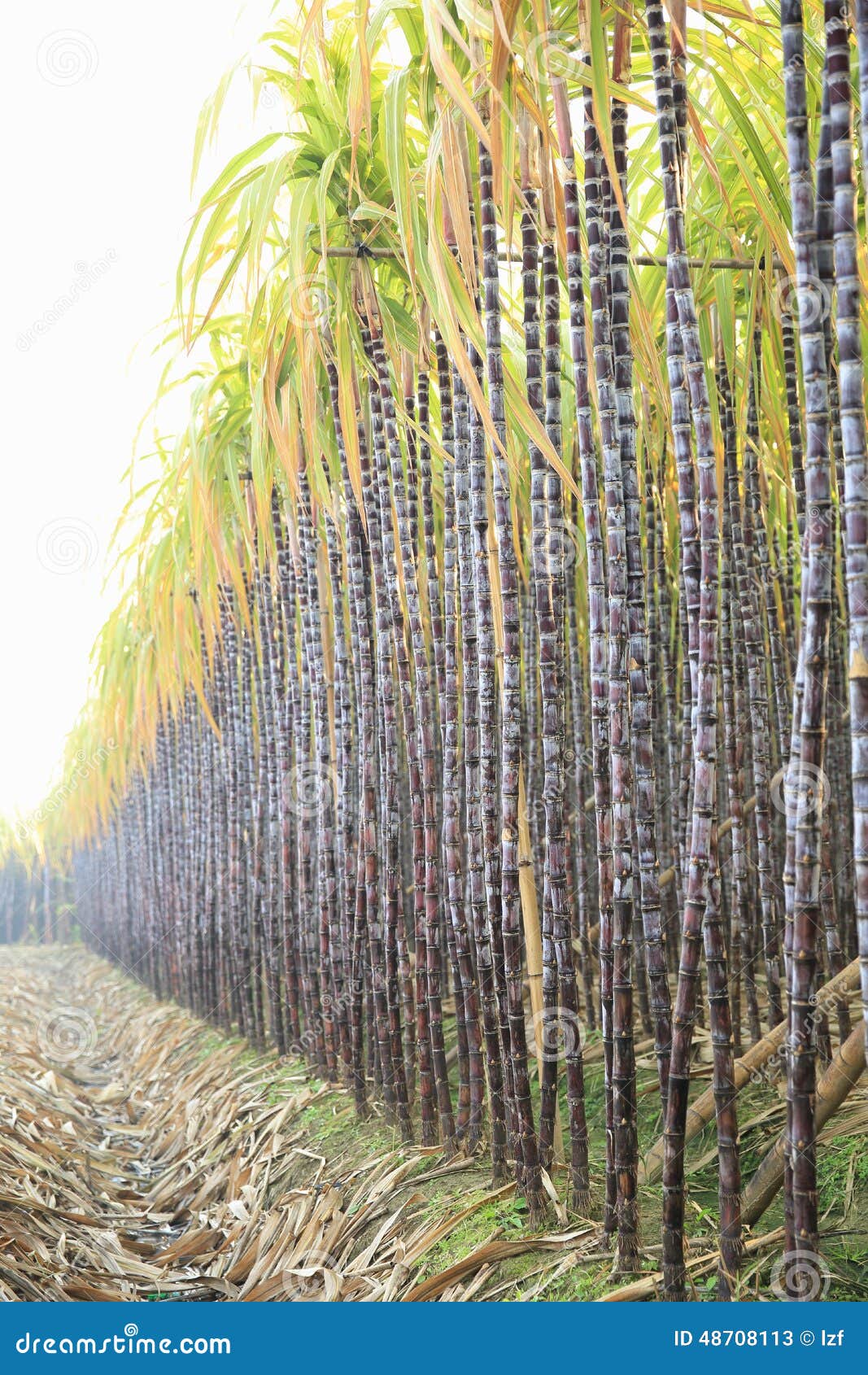 Sugarcane plants stock image. Image of field, farm, fruit - 48708113