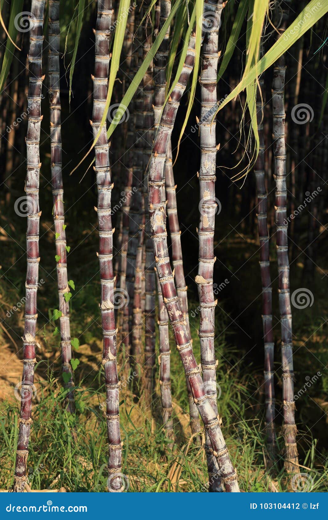 Sugarcane plants growing stock photo. Image of farm - 103104412