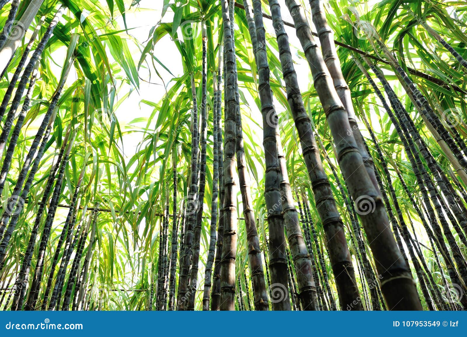 Sugarcane plants growing stock image. Image of black - 107953549