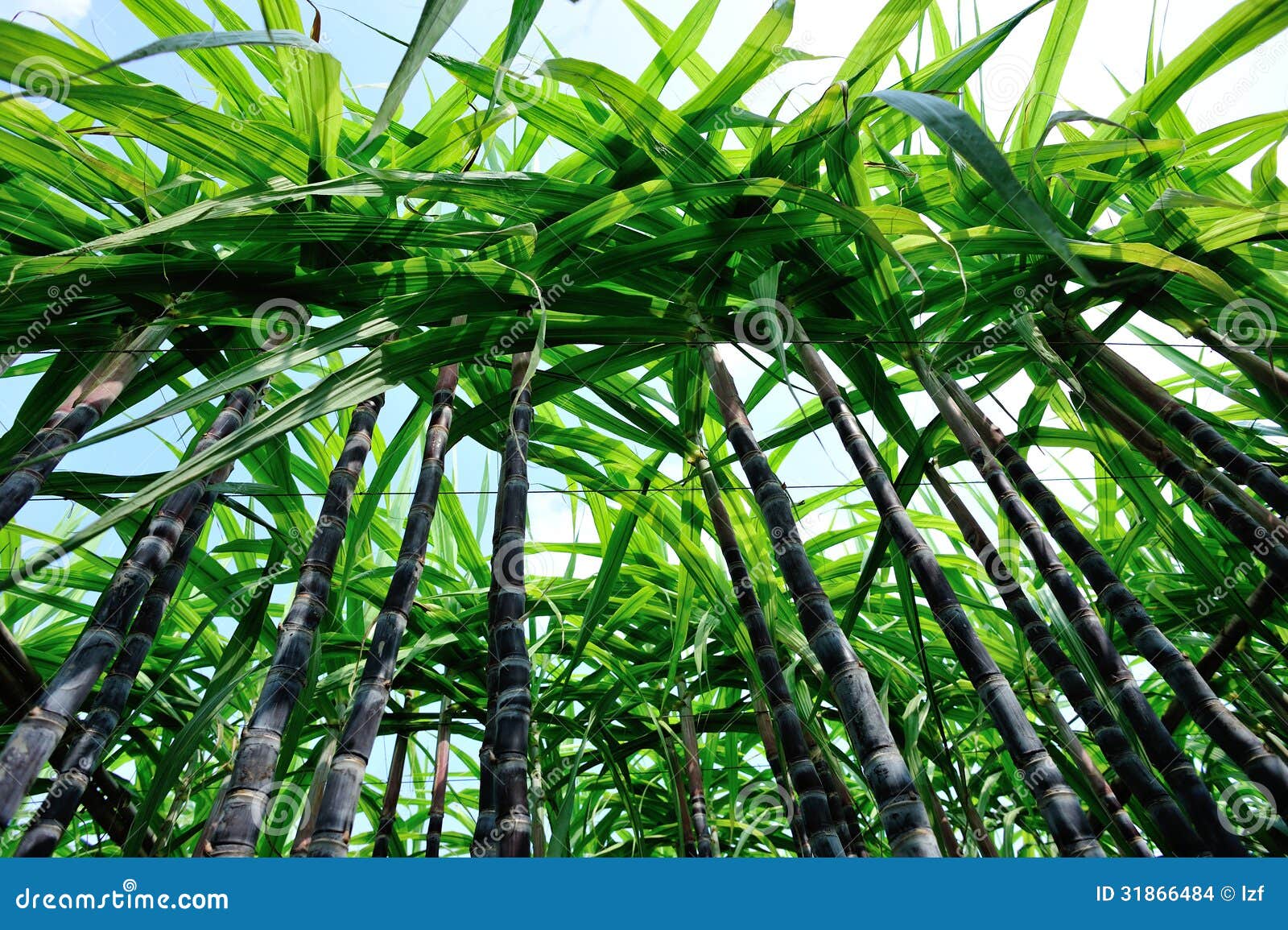 Sugarcane plants stock photo. Image of agriculture, bamboo - 31866484