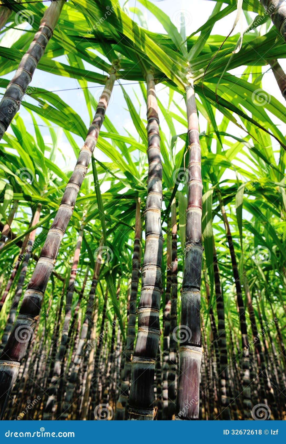 Sugarcane plants stock photo. Image of nature, lush, closeup - 32672618