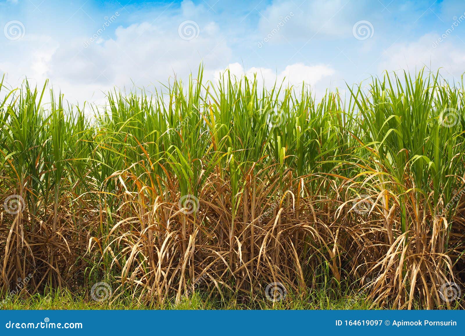 Sugarcane Production of Sugar Industry in Farm Stock Image - Image of ...