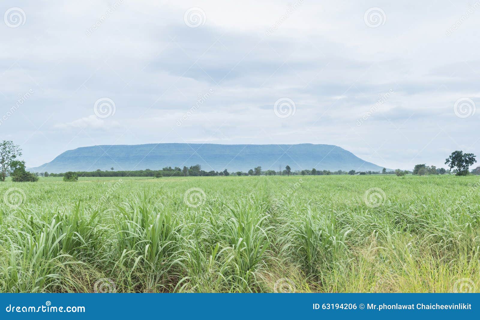 Sugarcane stock photo. Image of farmland, agriculture - 63194206