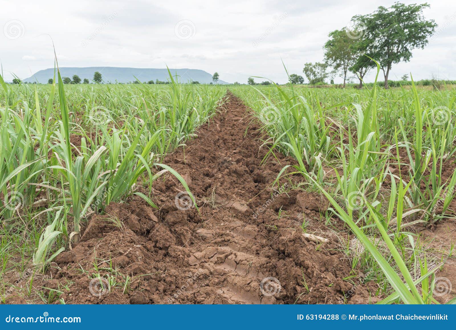 Sugarcane stock photo. Image of plant, countryside, environment - 63194288